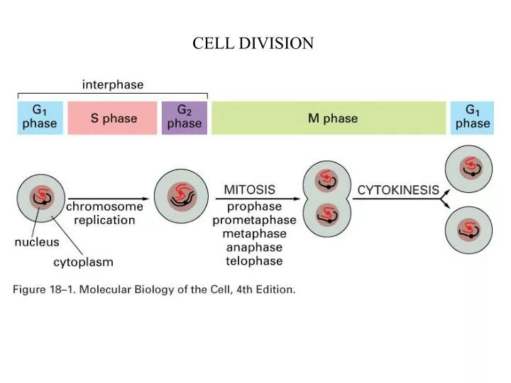 PPT - CELL DIVISION PowerPoint Presentation, free download - ID:4175064
