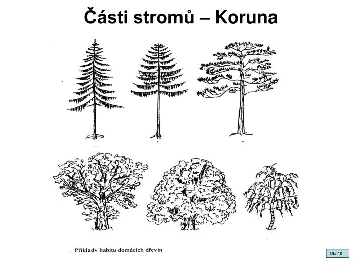 PPT - Fyziologie dřevin PowerPoint Presentation - ID:4175825