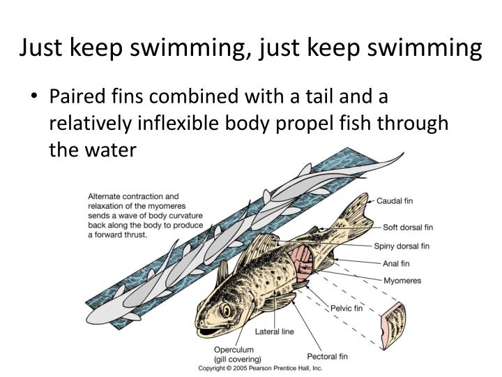 PPT - Bony vs Cartilaginous Fish PowerPoint Presentation - ID:4176292