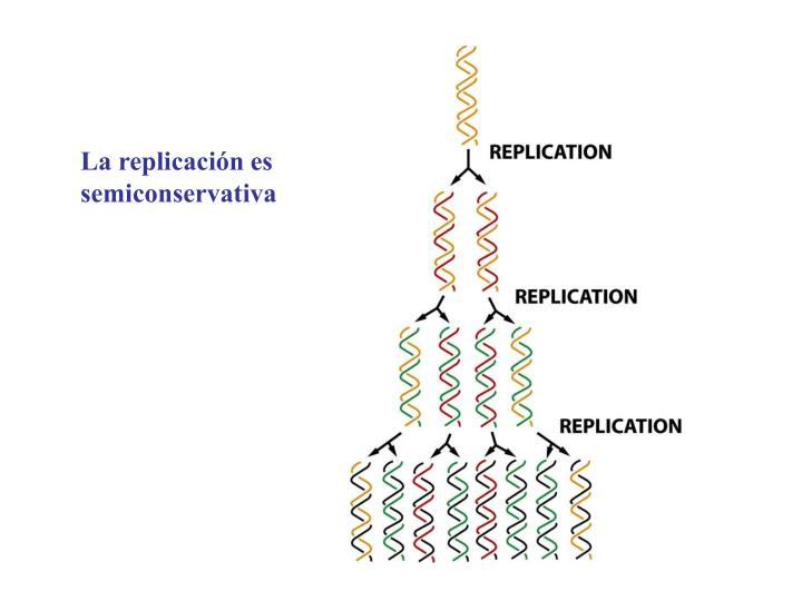 PPT - Replicación del ADN PowerPoint Presentation - ID:4177107