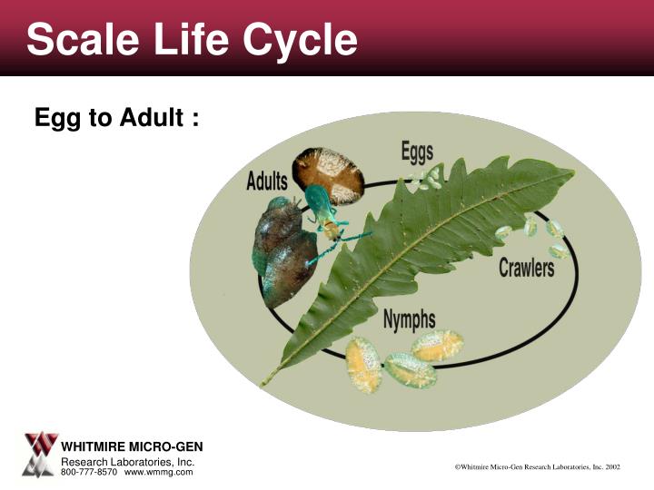 PPT - Aphid Life Cycle PowerPoint Presentation - ID:4177688