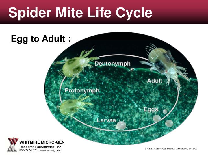 PPT - Aphid Life Cycle PowerPoint Presentation - ID:4177688