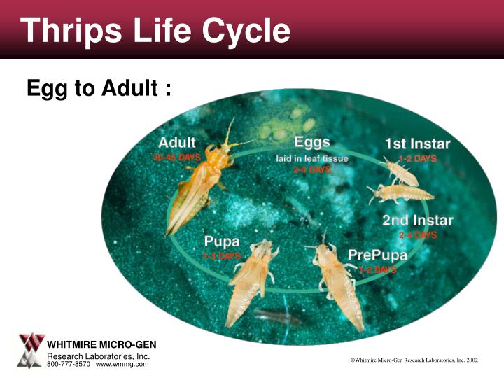 Thrips Life Cycle