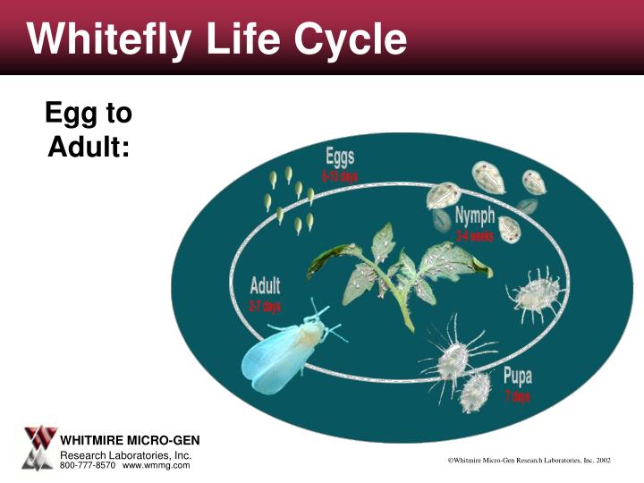 PPT - Aphid Life Cycle PowerPoint Presentation - ID:4177688