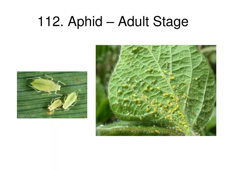 PPT - 112. Aphid – Adult Stage PowerPoint Presentation, free download ...