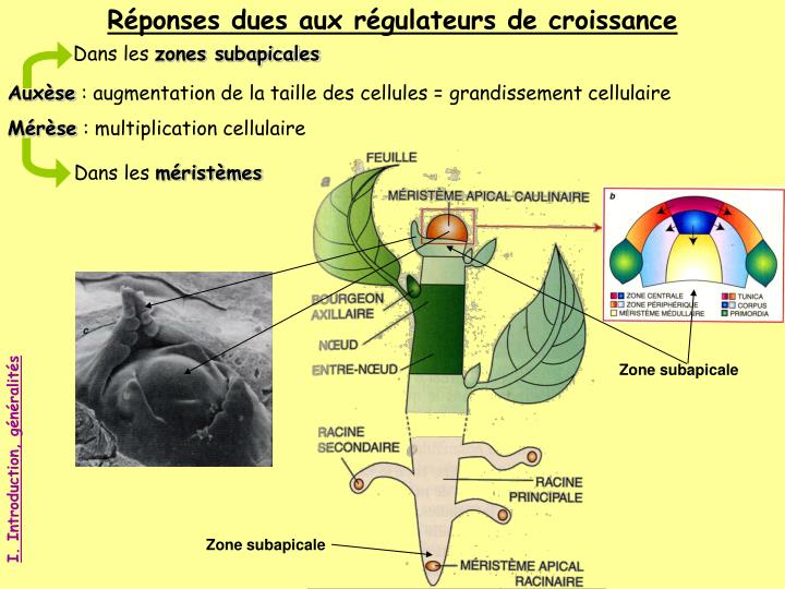 PPT - Les régulateurs de croissance végétaux PowerPoint Presentation ...