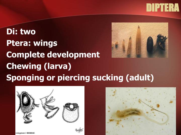 PPT - ORDER: DIPTERA PowerPoint Presentation - ID:4179000