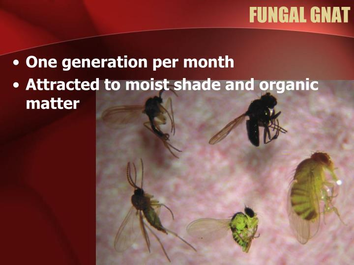 PPT - ORDER: DIPTERA PowerPoint Presentation - ID:4179000