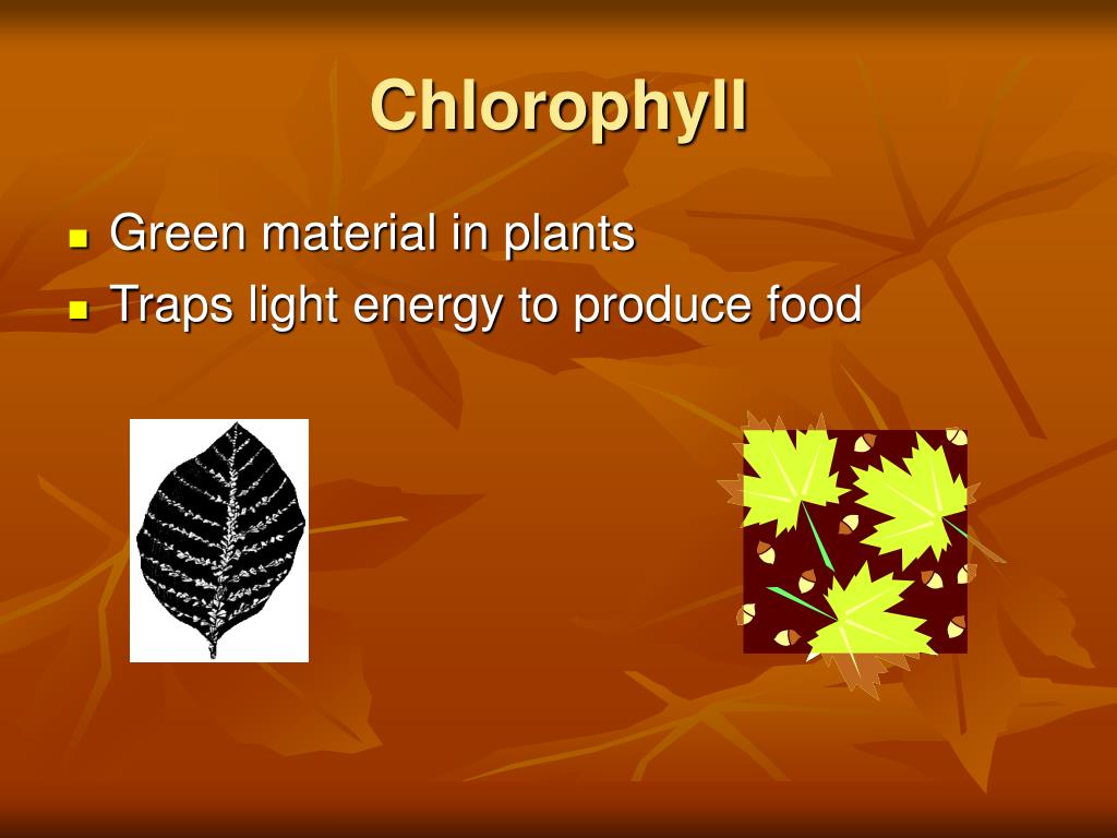 PPT - Understanding Photosynthesis: How Green Plants Make Food ...