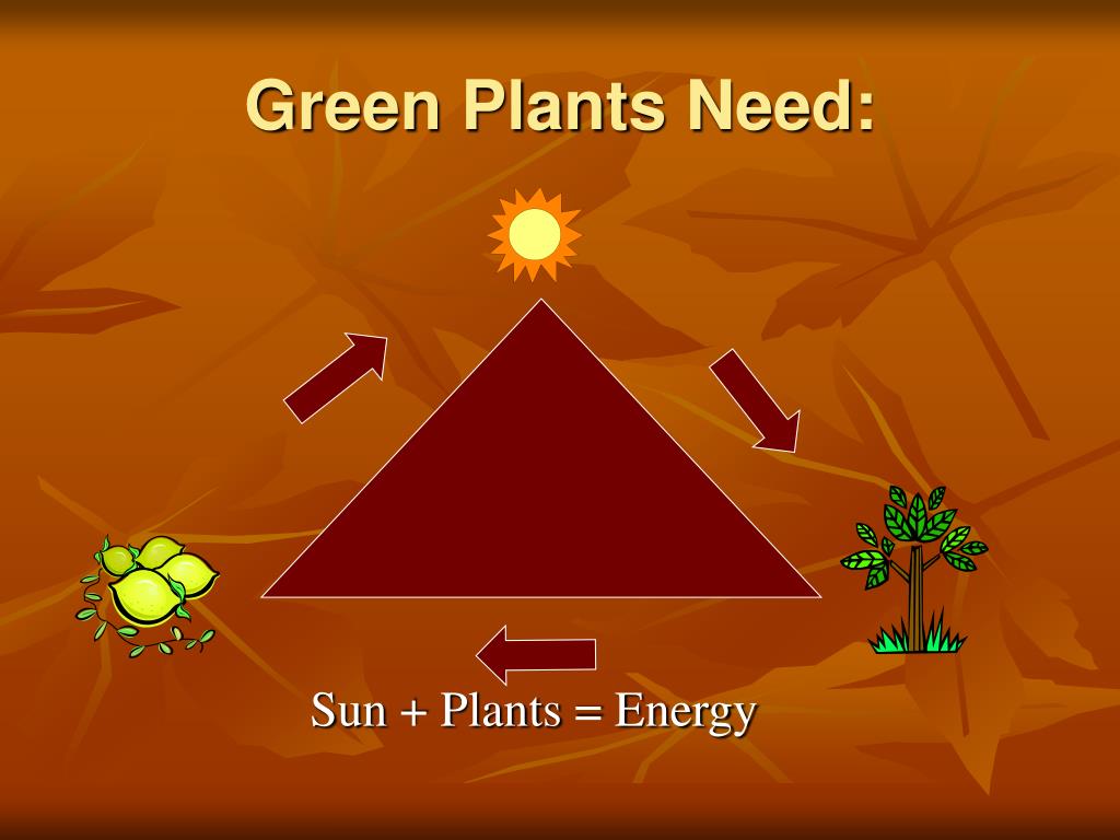 PPT - Understanding Photosynthesis: How Green Plants Make Food ...