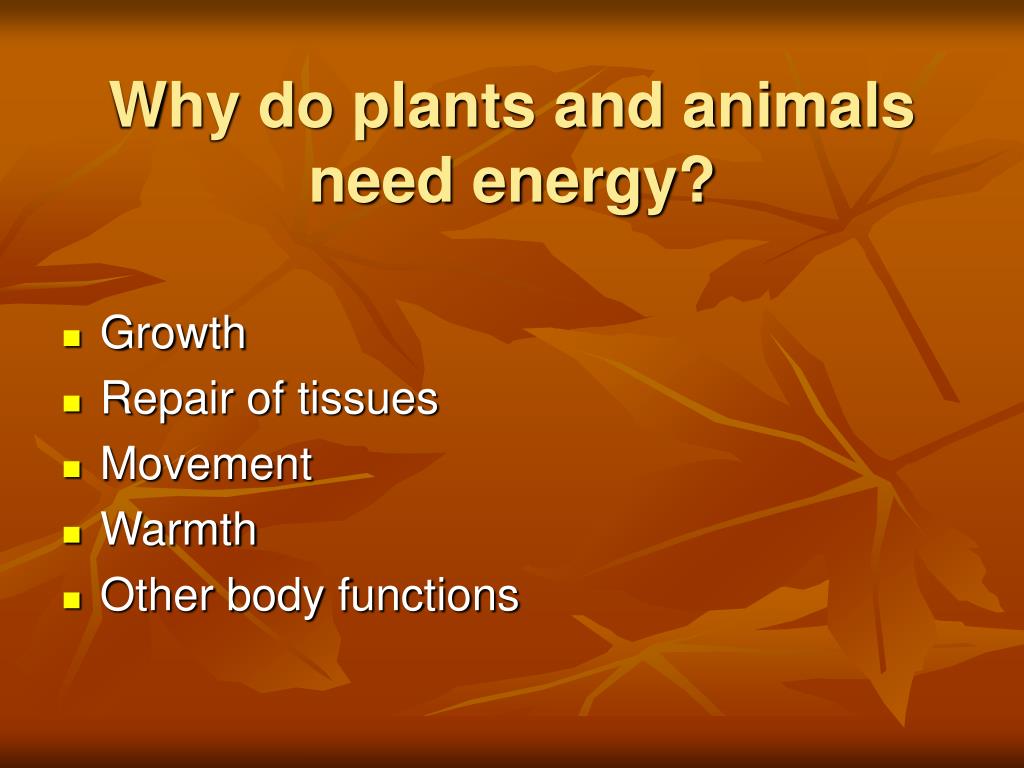 PPT - Understanding Photosynthesis: How Green Plants Make Food ...