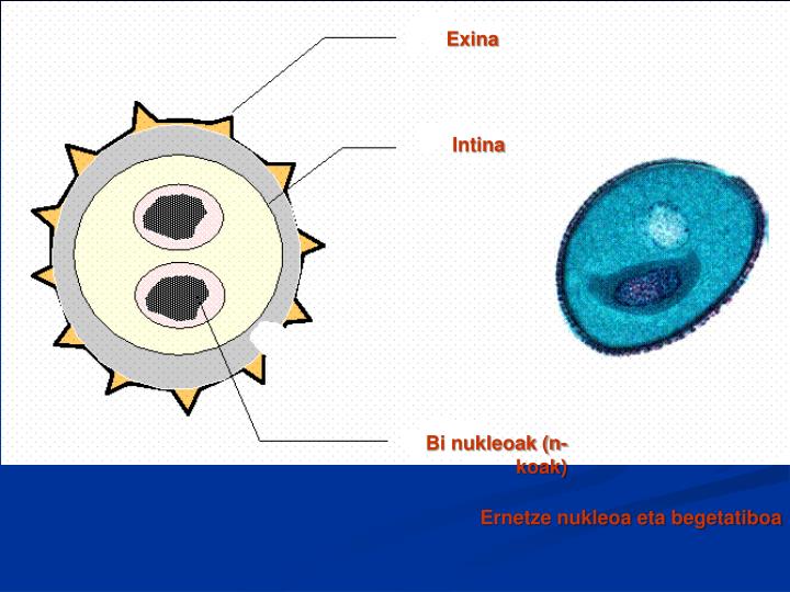 PPT - LANDAREEN UGALKETA PowerPoint Presentation - ID:4180042