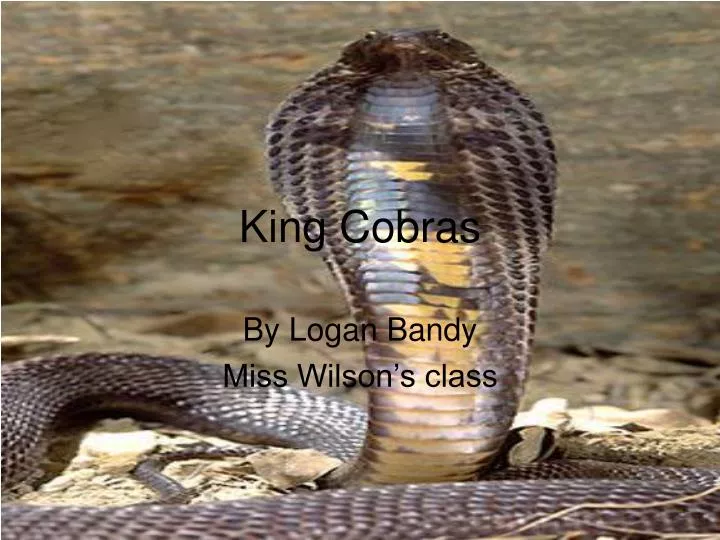 PPT - King Cobras PowerPoint Presentation, free download - ID:4180491