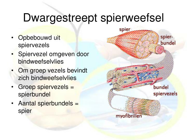 PPT - Weefsels PowerPoint Presentation - ID:4180575