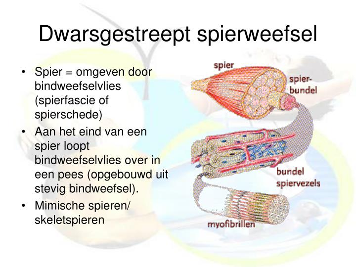 PPT - Weefsels PowerPoint Presentation - ID:4180575