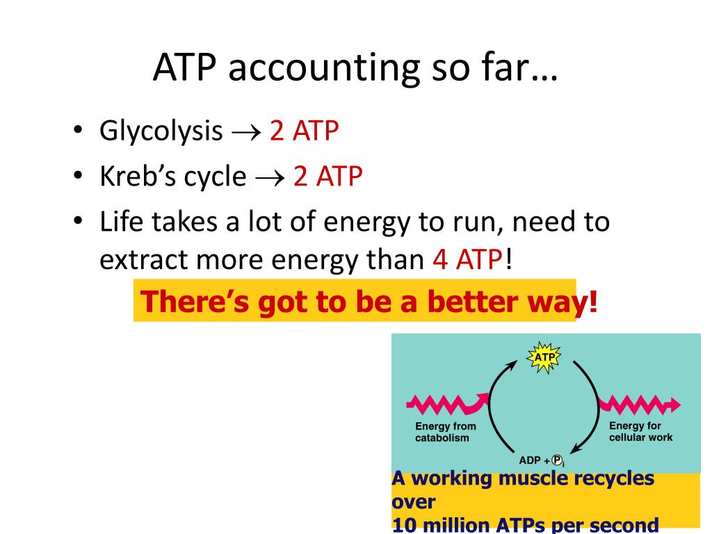 PPT - Chapter 9~ Cellular Respiration: Harvesting Chemical Energy ...