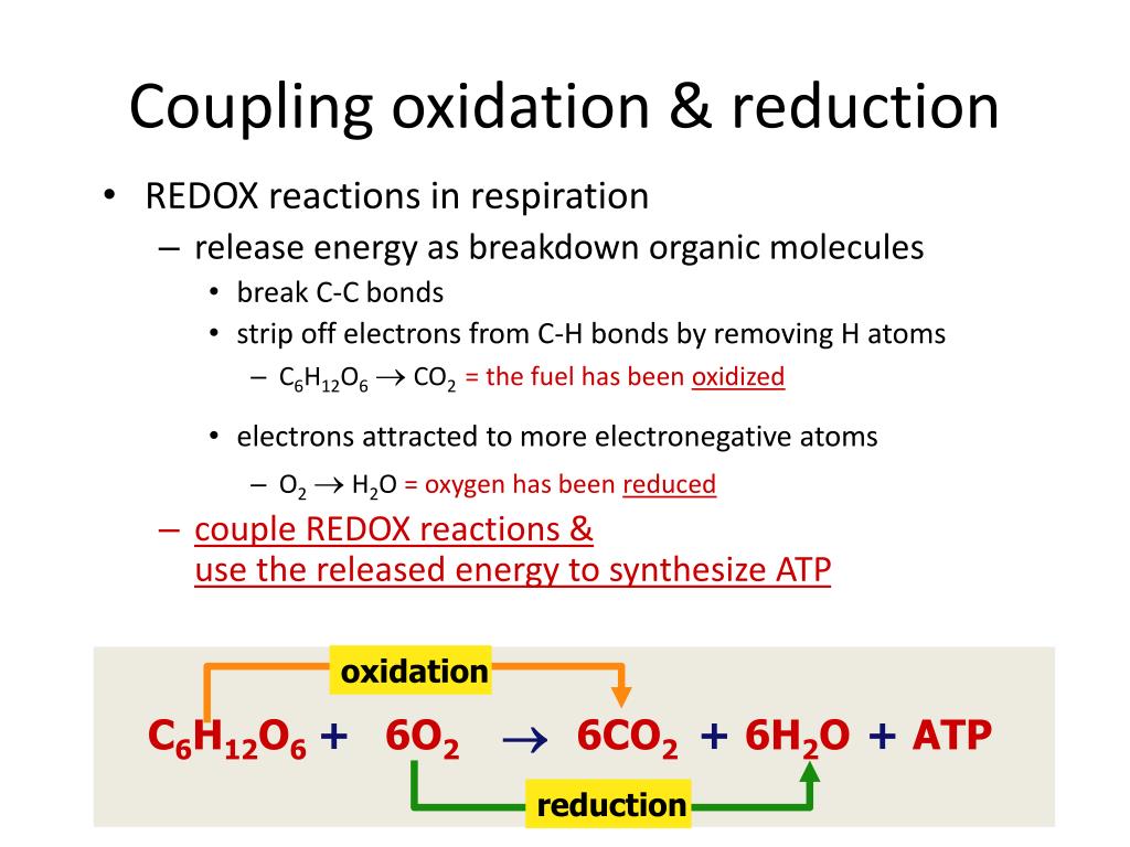PPT - Chapter 9~ Cellular Respiration: Harvesting Chemical Energy ...