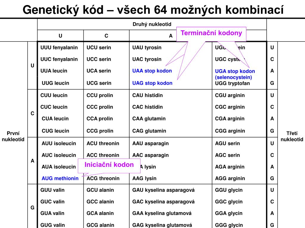 PPT - Translace (druhý krok genové exprese: Od RNA k proteinu ...