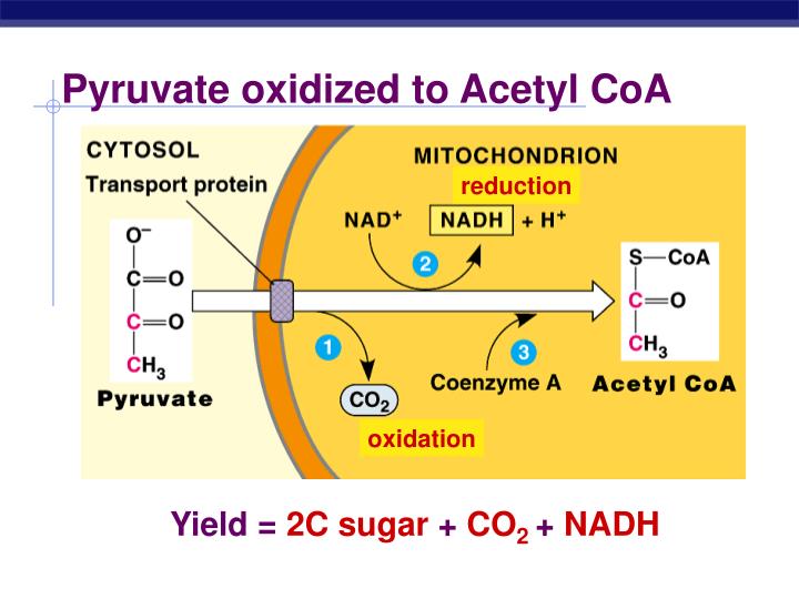 PPT - Cellular Respiration Oxidation of Pyruvate Krebs Cycle Electron ...