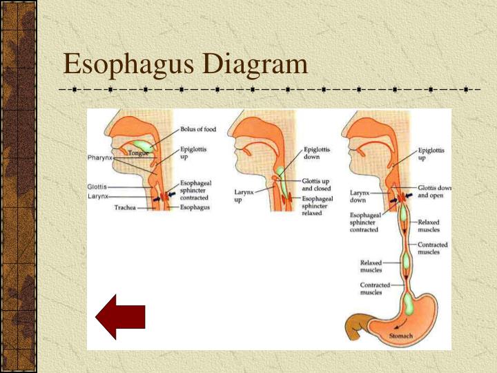 [DIAGRAM] Human Esophagus Diagram - MYDIAGRAM.ONLINE