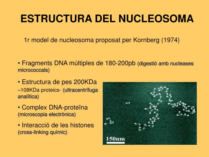 PPT - NUCLEOSOMA PowerPoint Presentation - ID:4181707