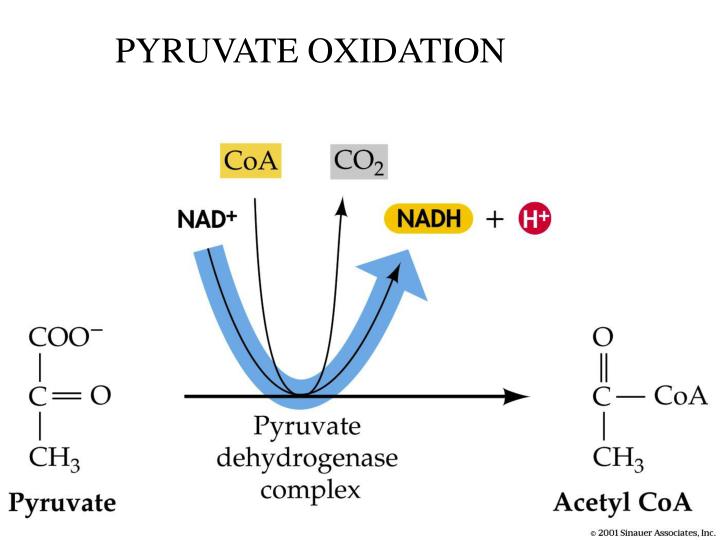 PPT - Pyruvate Oxidation and Krebs Cycle PART 1: ANAEROBIC RESPIRATION ...