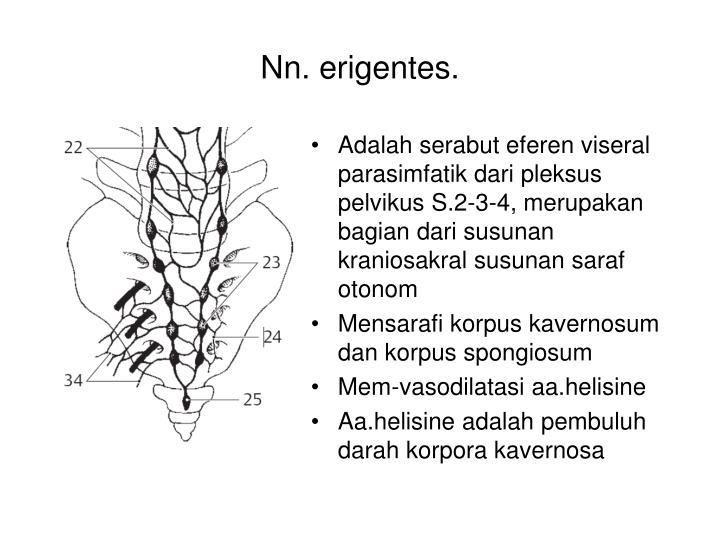 PPT - Perineum PowerPoint Presentation - ID:4182240