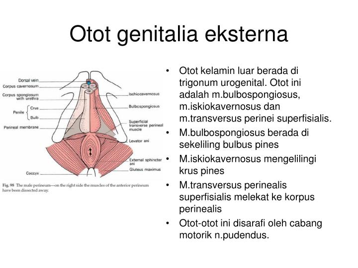 PPT - Perineum PowerPoint Presentation - ID:4182240