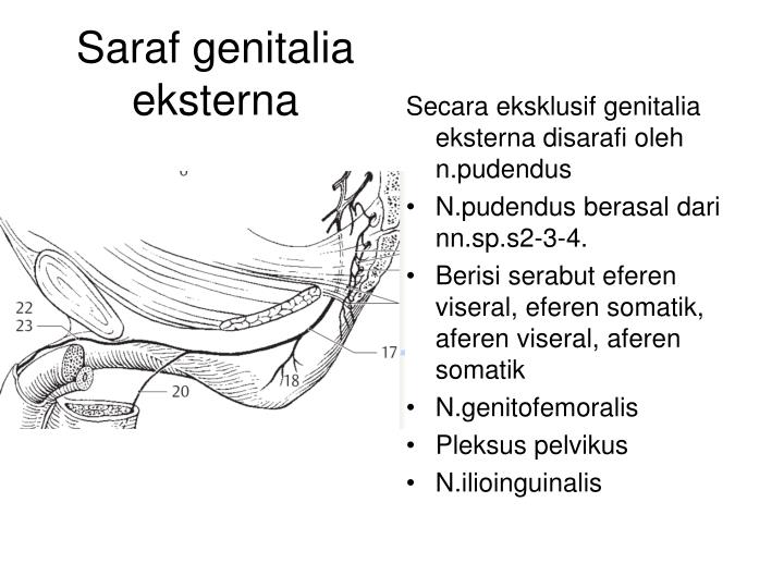 PPT - Perineum PowerPoint Presentation - ID:4182240