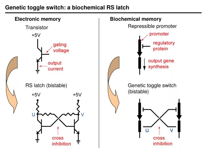 PPT - Genetic toggle switch: a biochemical RS latch PowerPoint ...