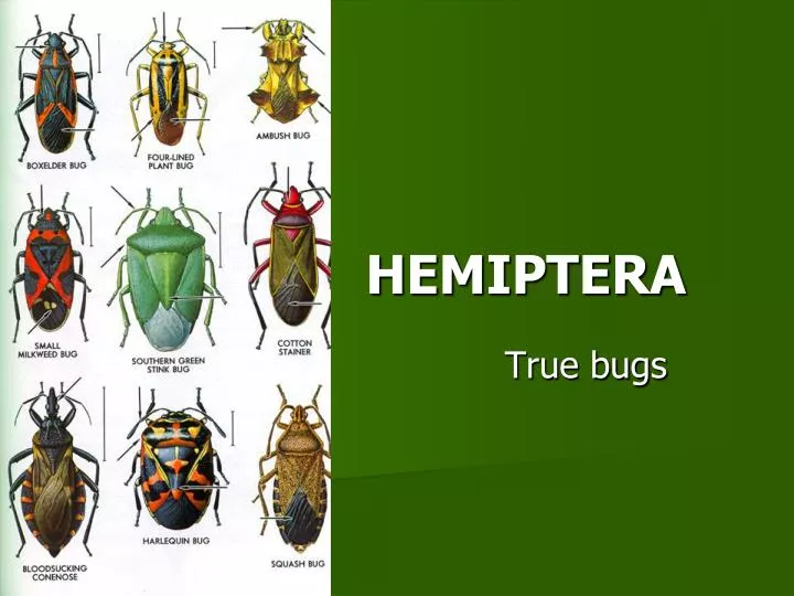PPT - HEMIPTERA PowerPoint Presentation, free download - ID:4183441