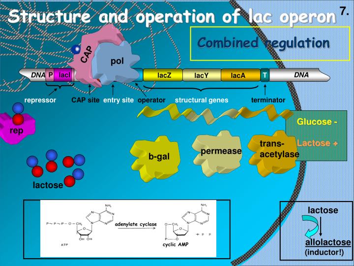 PPT - The lactose (lac) operon PowerPoint Presentation - ID:4183480