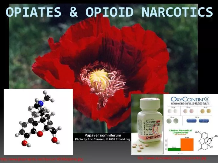 PPT - Opiates & Opioid Narcotics PowerPoint Presentation, free download ...
