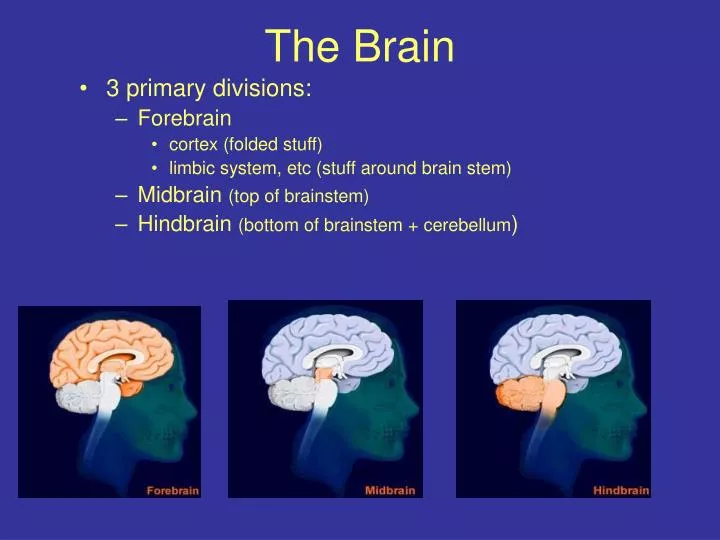 PPT - The Brain PowerPoint Presentation, free download - ID:4185075