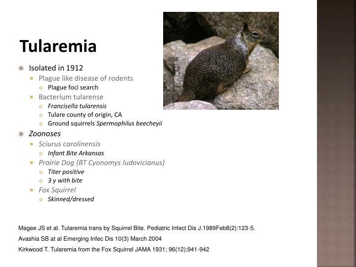 PPT - Squirrel Zoonoses PowerPoint Presentation - ID:4186297