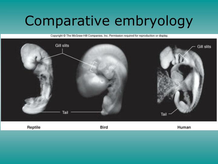 PPT - Darwin & Theory of Evolution by Natural Selection PowerPoint ...