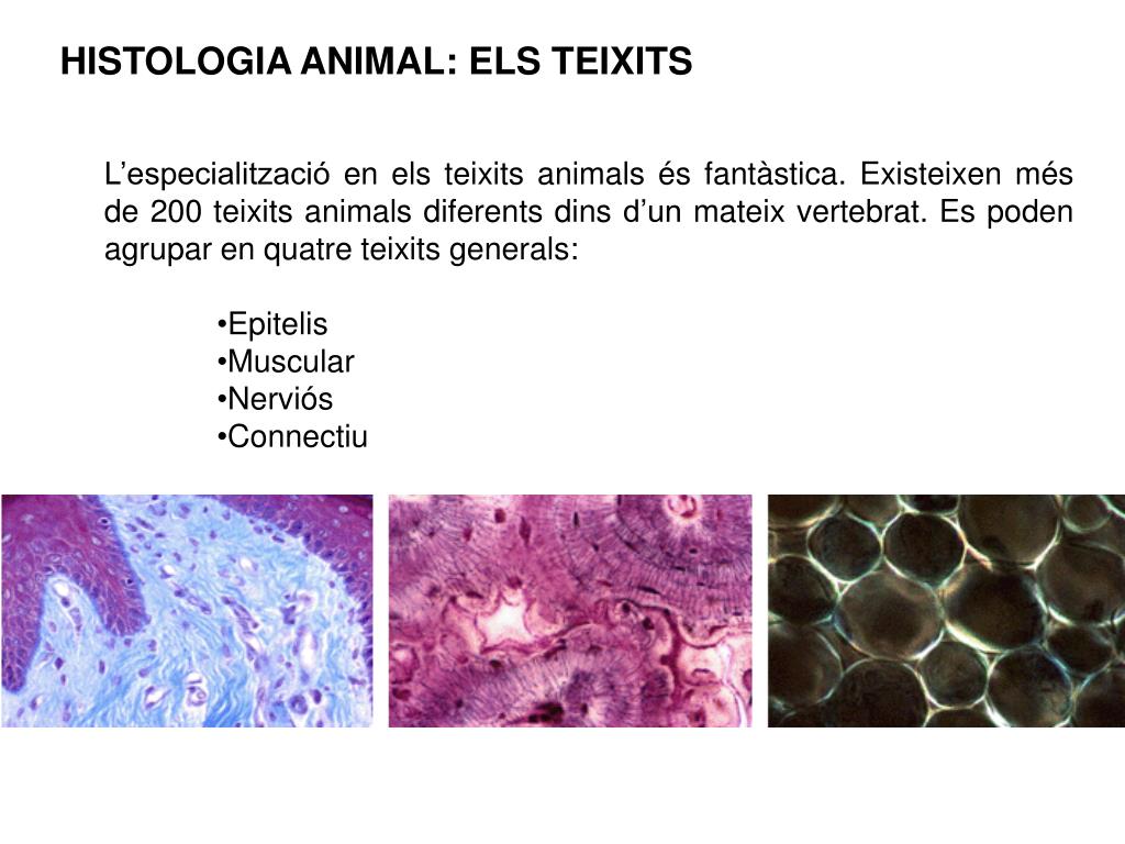 PPT - HISTOLOGIA ANIMAL: ELS TEIXITS PowerPoint Presentation, free download - ID:4186826