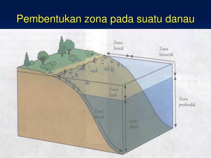 PPT - Bioma Akuatik PowerPoint Presentation - ID:4186916