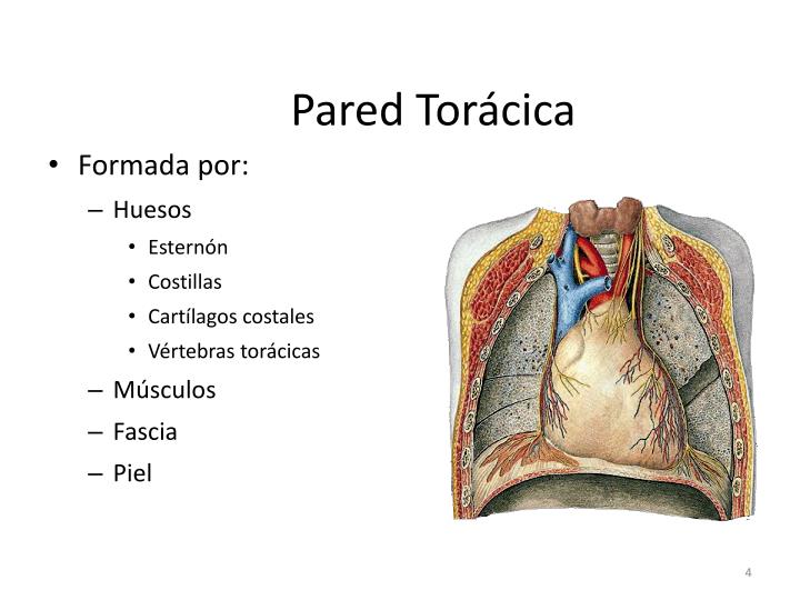 PPT - TORAX ABDOMEN PELVIS PowerPoint Presentation - ID:4186993