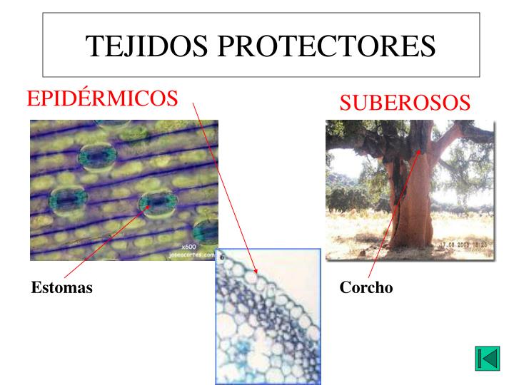 PPT - LOS TEJIDOS PowerPoint Presentation - ID:4187034