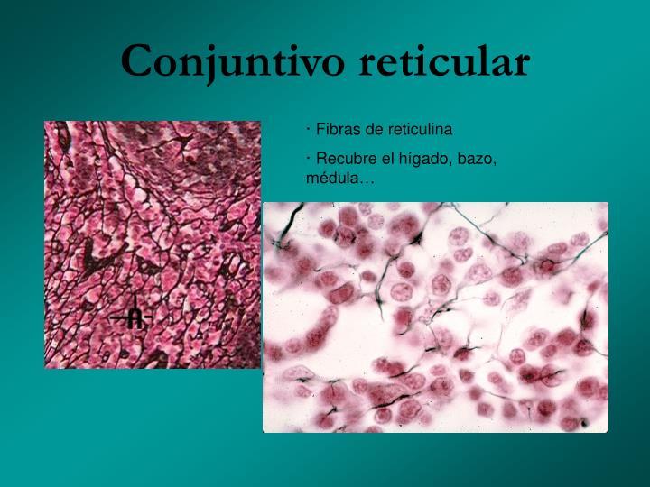 PPT - HISTOLOGÍA ANIMAL PowerPoint Presentation - ID:4187037