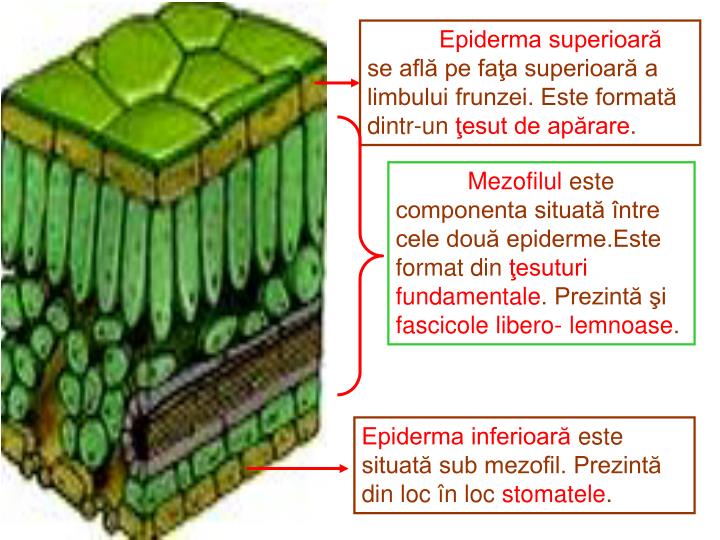 Ppt Frunza Organul Verde Al Plantei Powerpoint Presentation Id 4187065