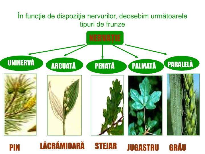 PPT - FRUNZA, ORGANUL VERDE AL PLANTEI PowerPoint Presentation - ID:4187065
