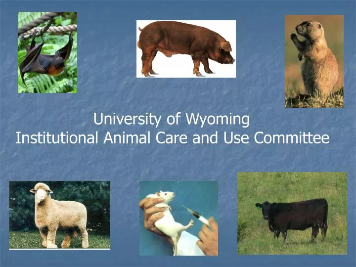 PPT - University of Wyoming Institutional Animal Care and Use Committee ...