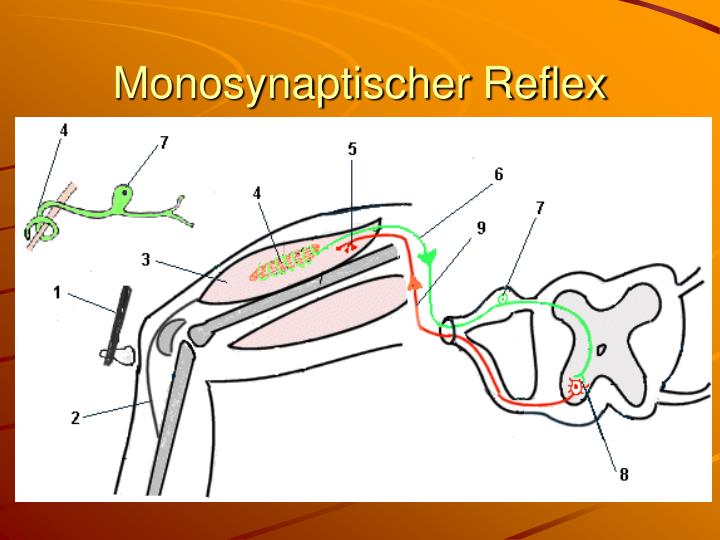 PPT - Muskelspindel/ Reflex PowerPoint Presentation - ID:4187261