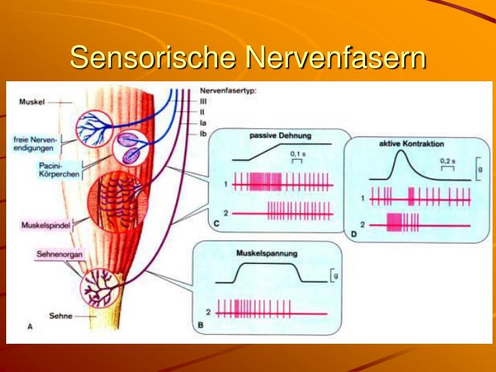 PPT - Muskelspindel/ Reflex PowerPoint Presentation - ID:4187261