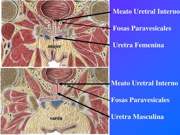 PPT - Vísceras del Abdomen ÓRGANOS RETROPERITONEALES GLÁNDULAS ...