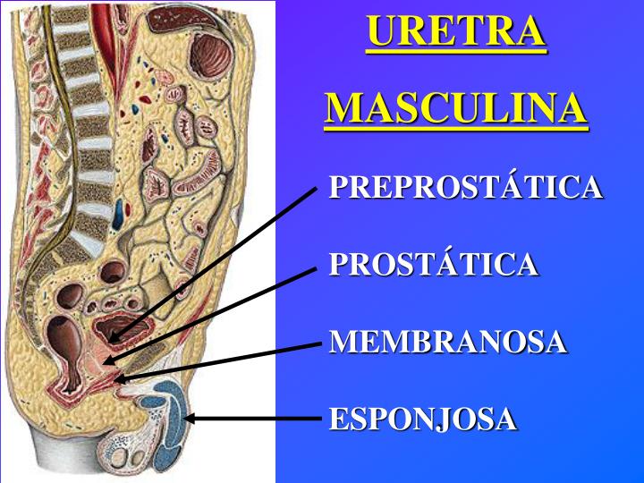 PPT - Vísceras del Abdomen ÓRGANOS RETROPERITONEALES GLÁNDULAS ...