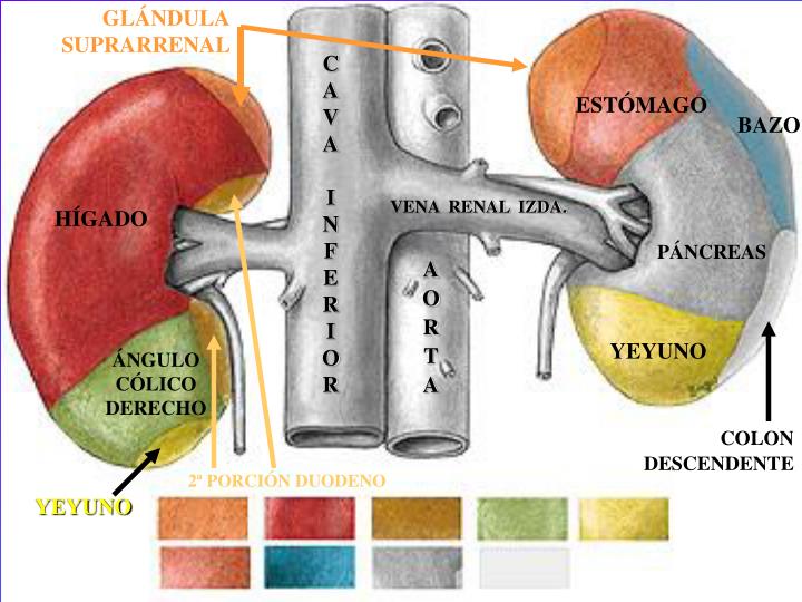 PPT - Vísceras del Abdomen ÓRGANOS RETROPERITONEALES GLÁNDULAS ...