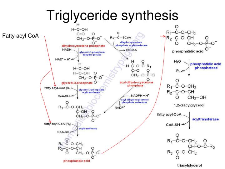 PPT - Lipid metabolism PowerPoint Presentation - ID:4187488